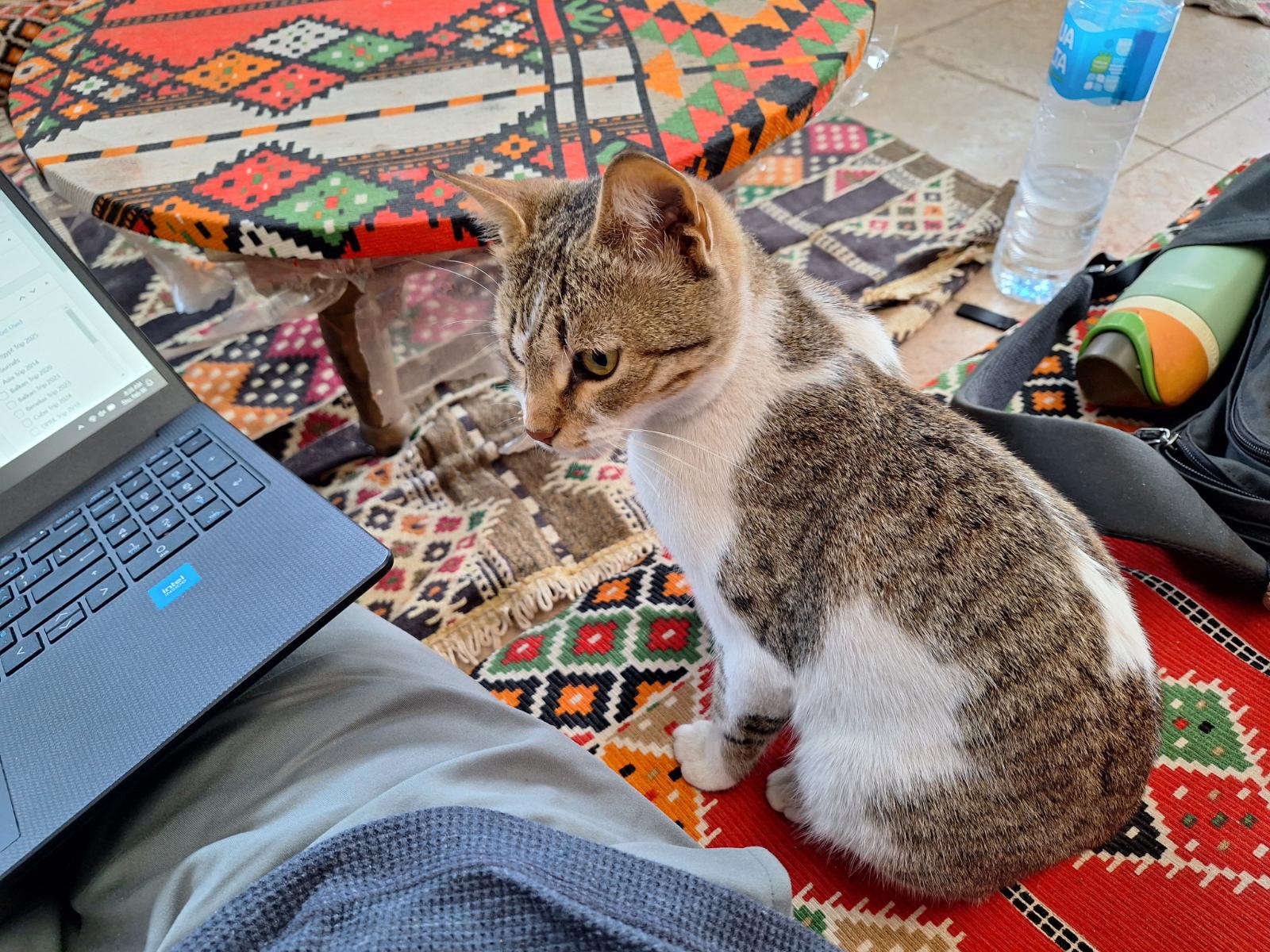 Day 17 - Cats, Falafels, and Milkshakes (Aswan) | Finding Todd