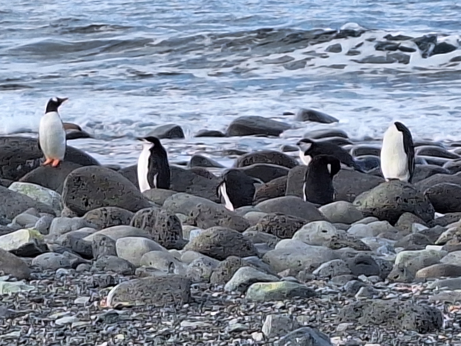 Day 11 - Penguins! (Antarctica) | Finding Todd