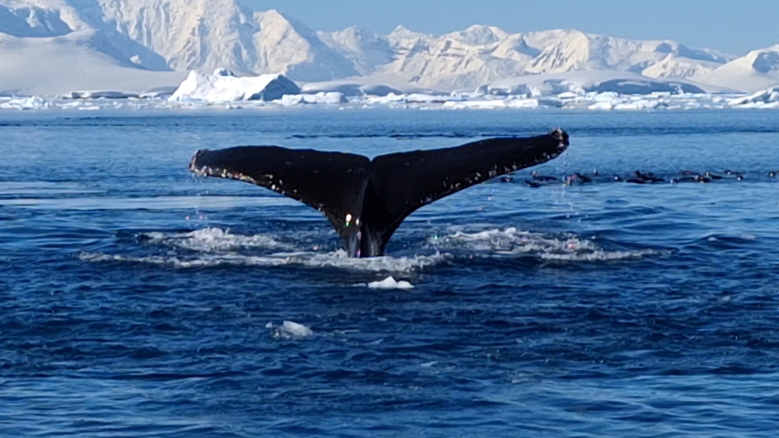 Day 15 - Whale watching, warm weather, and a summer BBQ (Antarctica ...